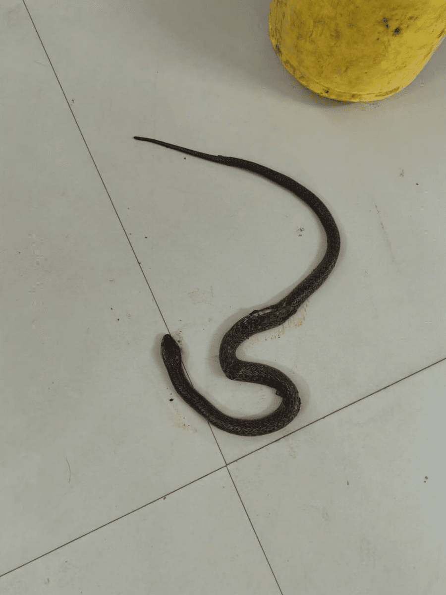Arwal Snake bite सर्पदंश से 9 वर्षीय बच्ची की मौत, परिजनों ने इलाज में ...