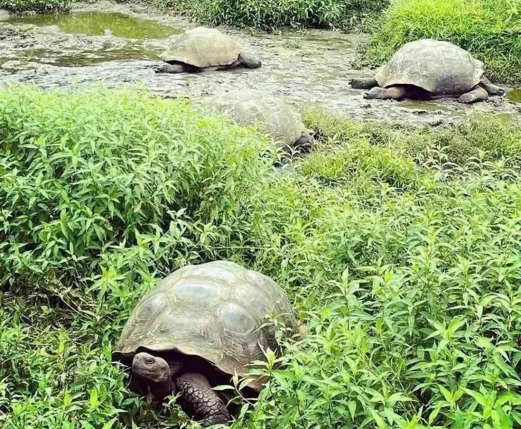 World Turtle Day2024: पर्यावरण के सच्चे दोस्त होते हैं कछुए