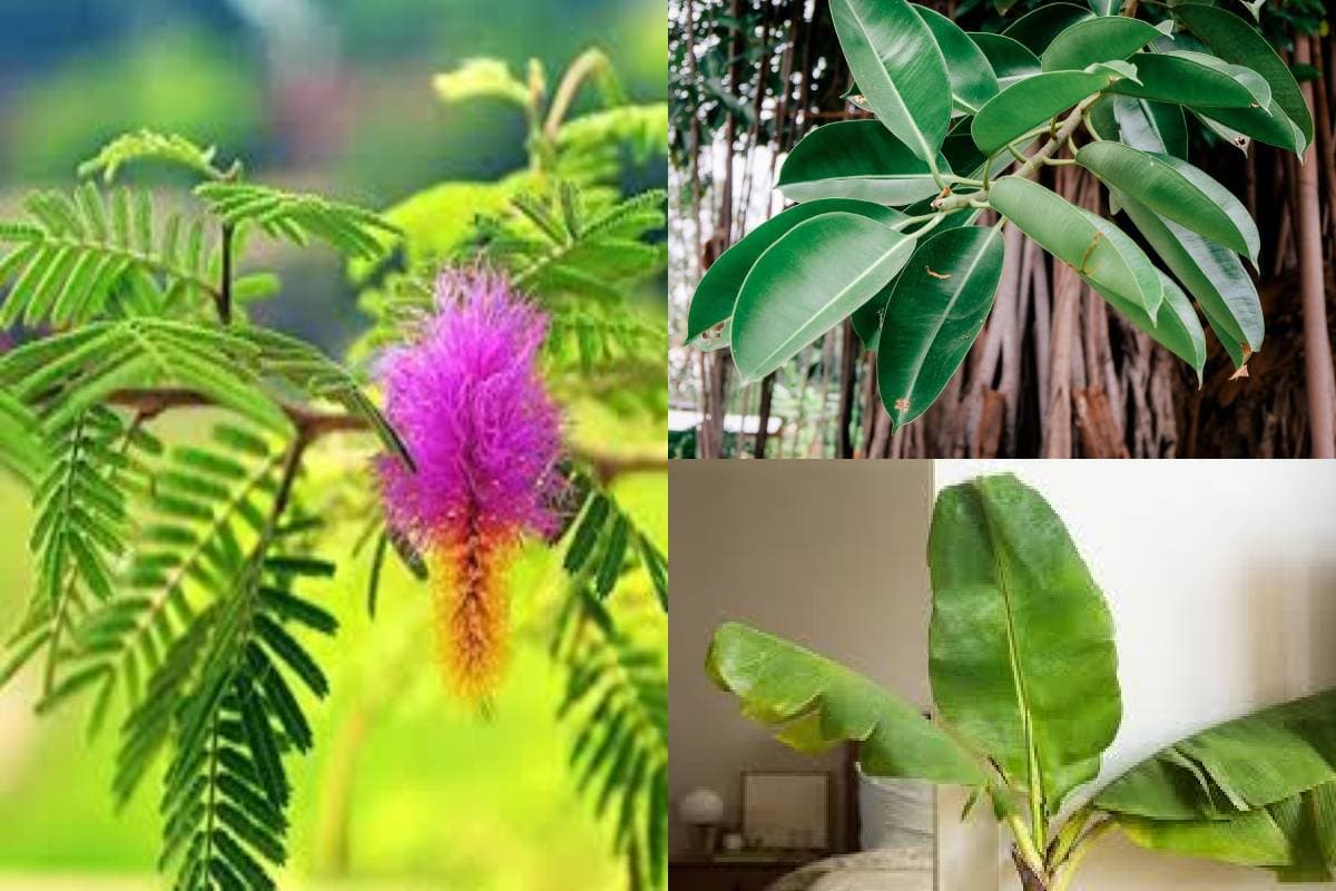 Kalawa Benefits: इन पौधों में कलावा बांधने से बदल जाती है...