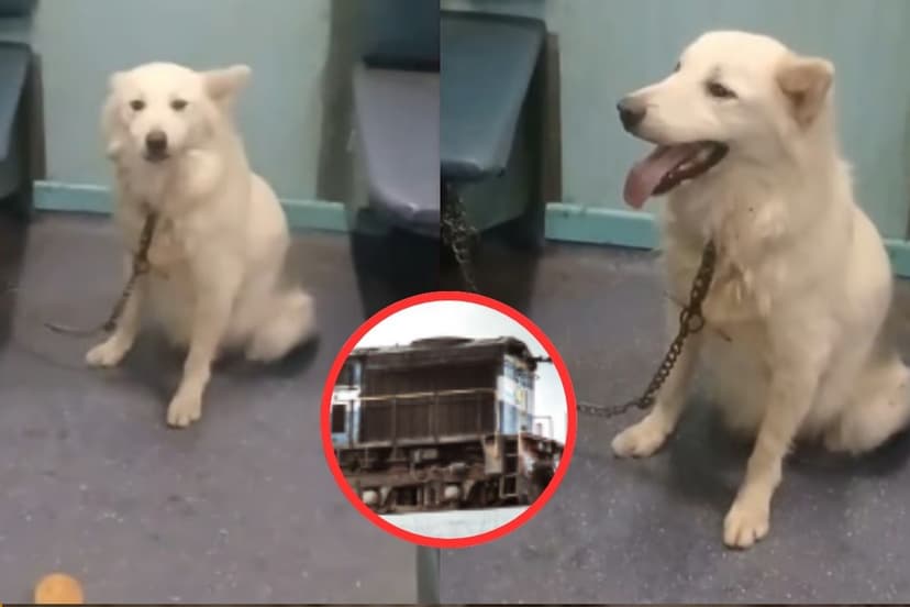 Viral Video : कुत्ते की वजह से ट्रेन हुई लेट, यात्रियों में दहशत ...