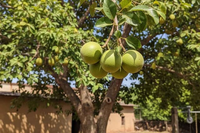 Bel Tree: बेलपत्र से ऐसे करें महादेव को प्रसन्न, नष्ट होंगे सभी पाप ...