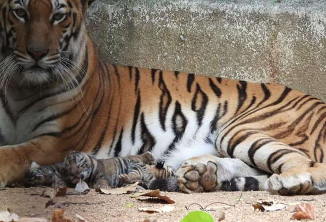 'अनुष्का' ने तीन बच्‍चों को दिया जन्‍म, नये मेहमानों के आने से गुलजार ...