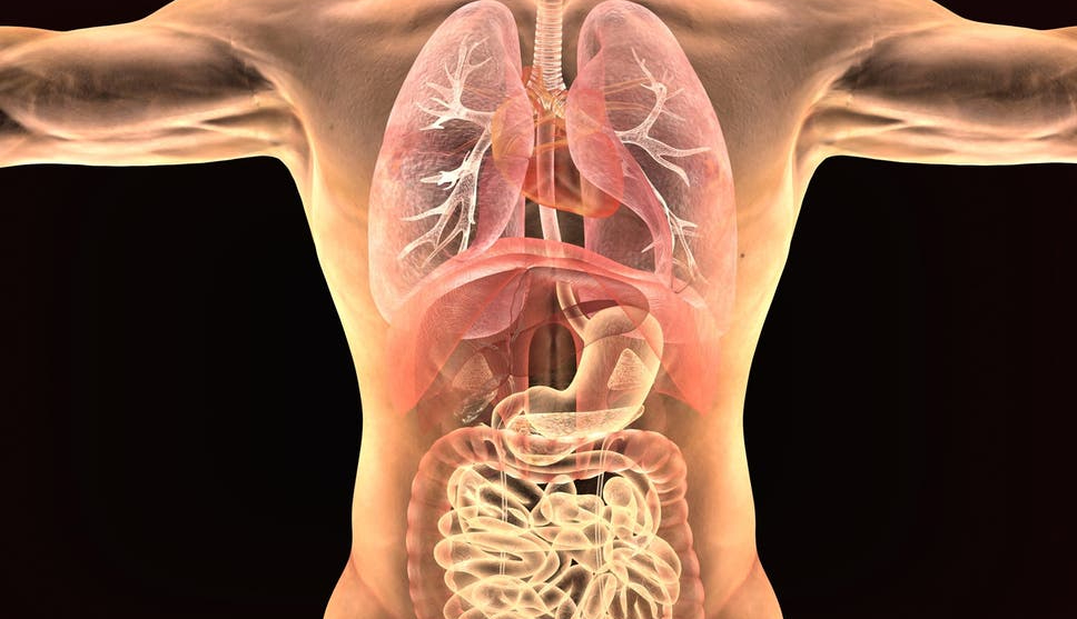 Unwanted Organs In Human Body: शरीर में Appendix, Gallbladder समेत होते ...