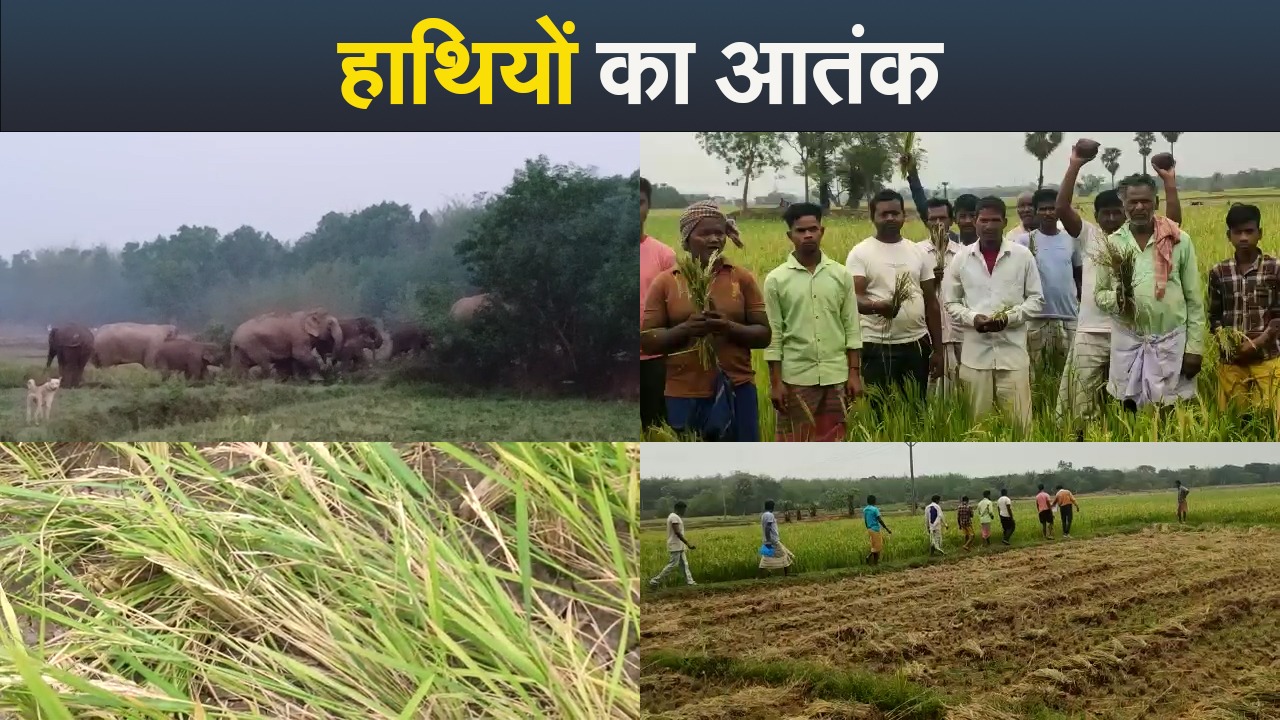 in east singhbhum elephant destroy paddy crop per year