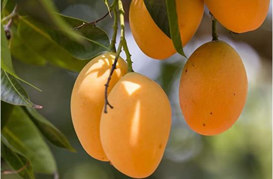 The history of mango is several thousand years old