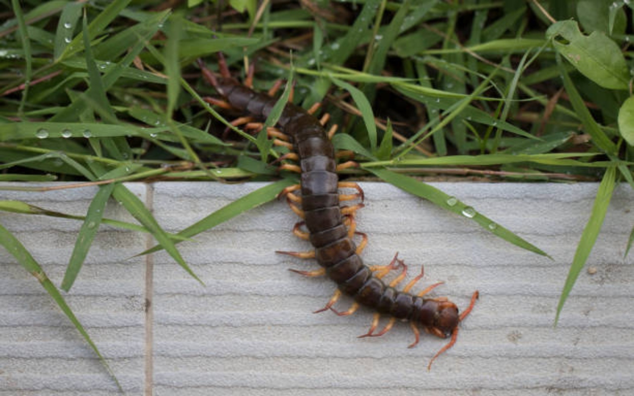 Rainy Insect Bites and treatment