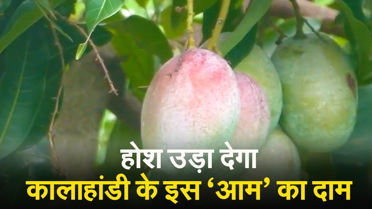 odisha news: this mango is king of mangoes, know its price