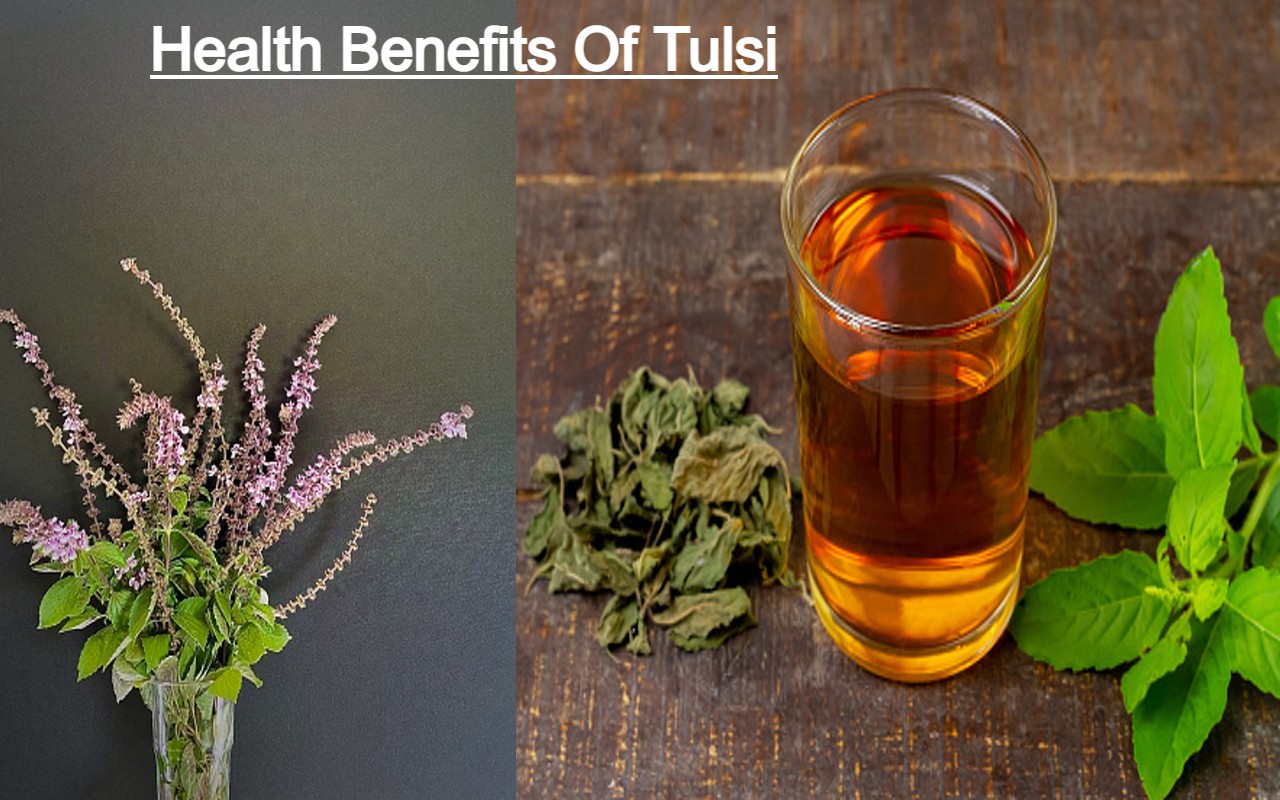 Health Benefits Of Tulsi: आयुर्वेद में तुलसी का है विशेष महत्व, जानें ...
