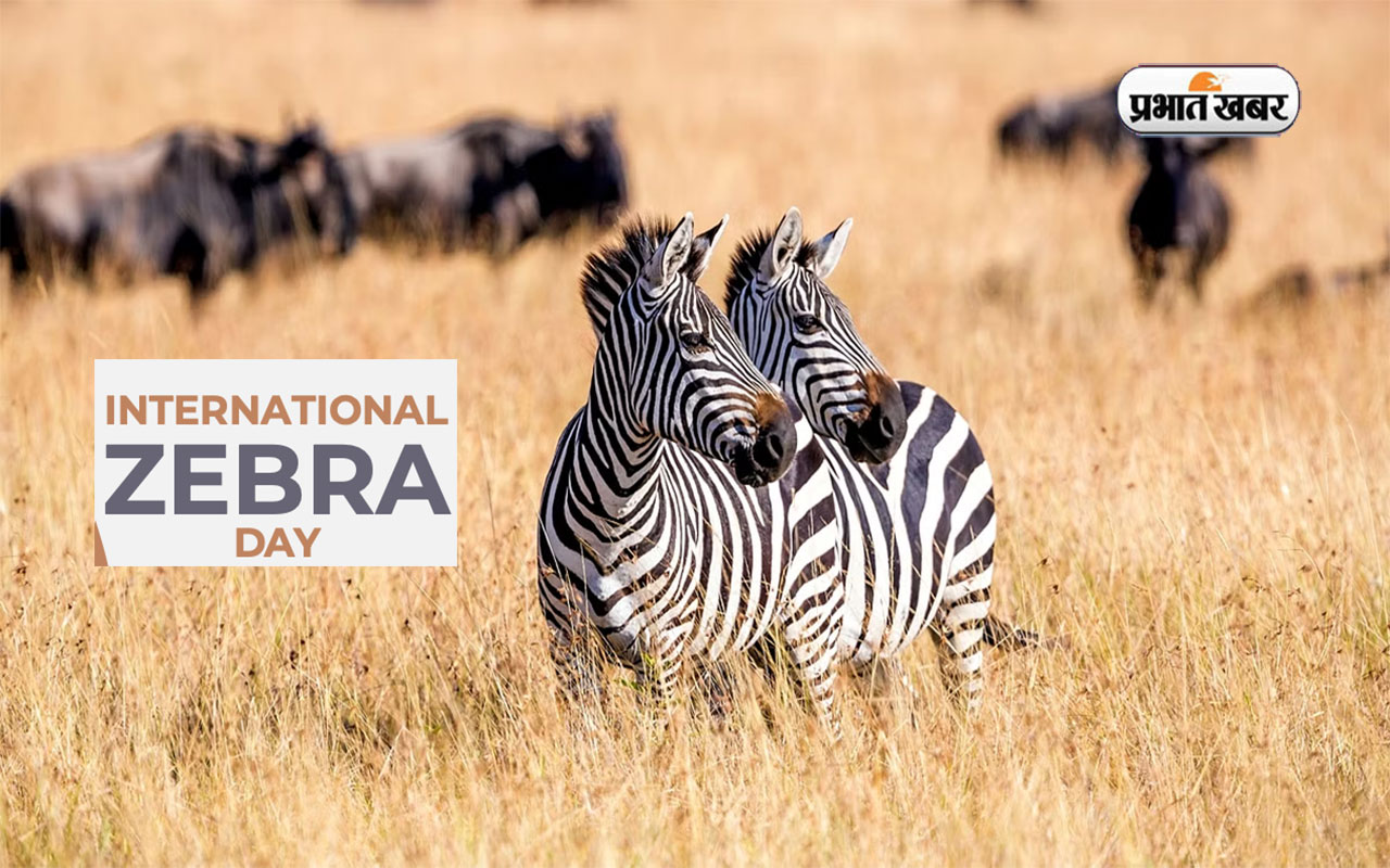 International Zebra Day 2024 Date, History, Significance