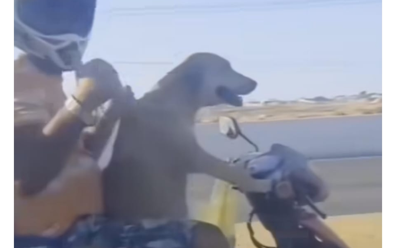Dog Drives Scooty video went viral on social media