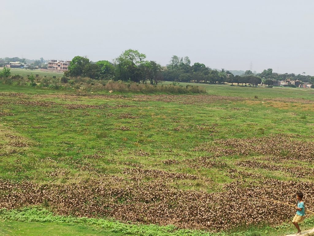 Water hyacinth spreading in two thousand acres of land