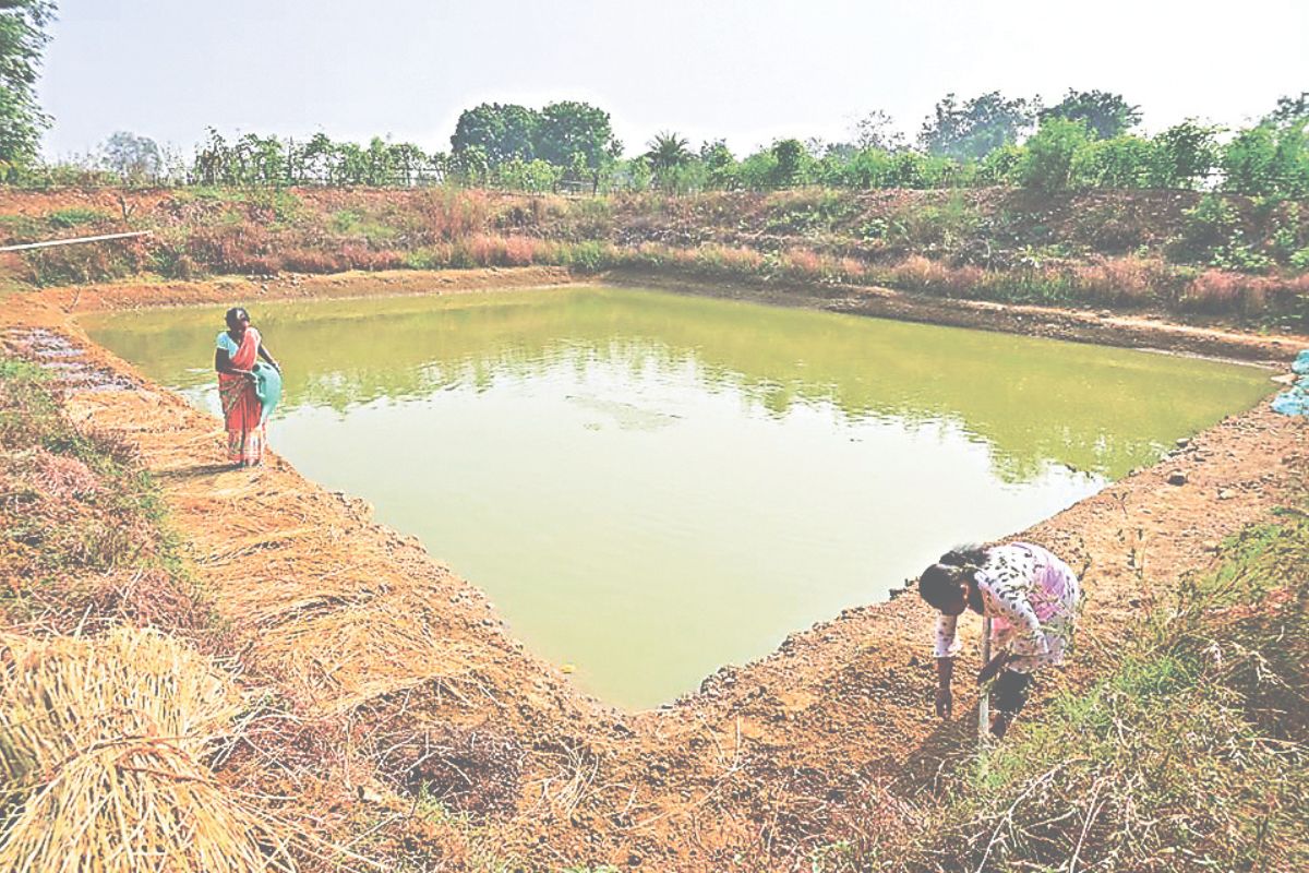 Farm Pond Scheme: ओडिशा में किसानों के लिए वरदान बनी खेत तालाब योजना ...