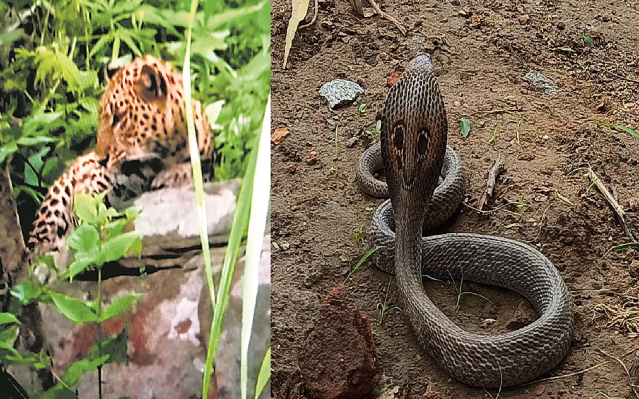 बिहार में कांवरियों की पहरेदारी कर रहा एक तेंदुआ! सोमवारी को नाग सांप ...