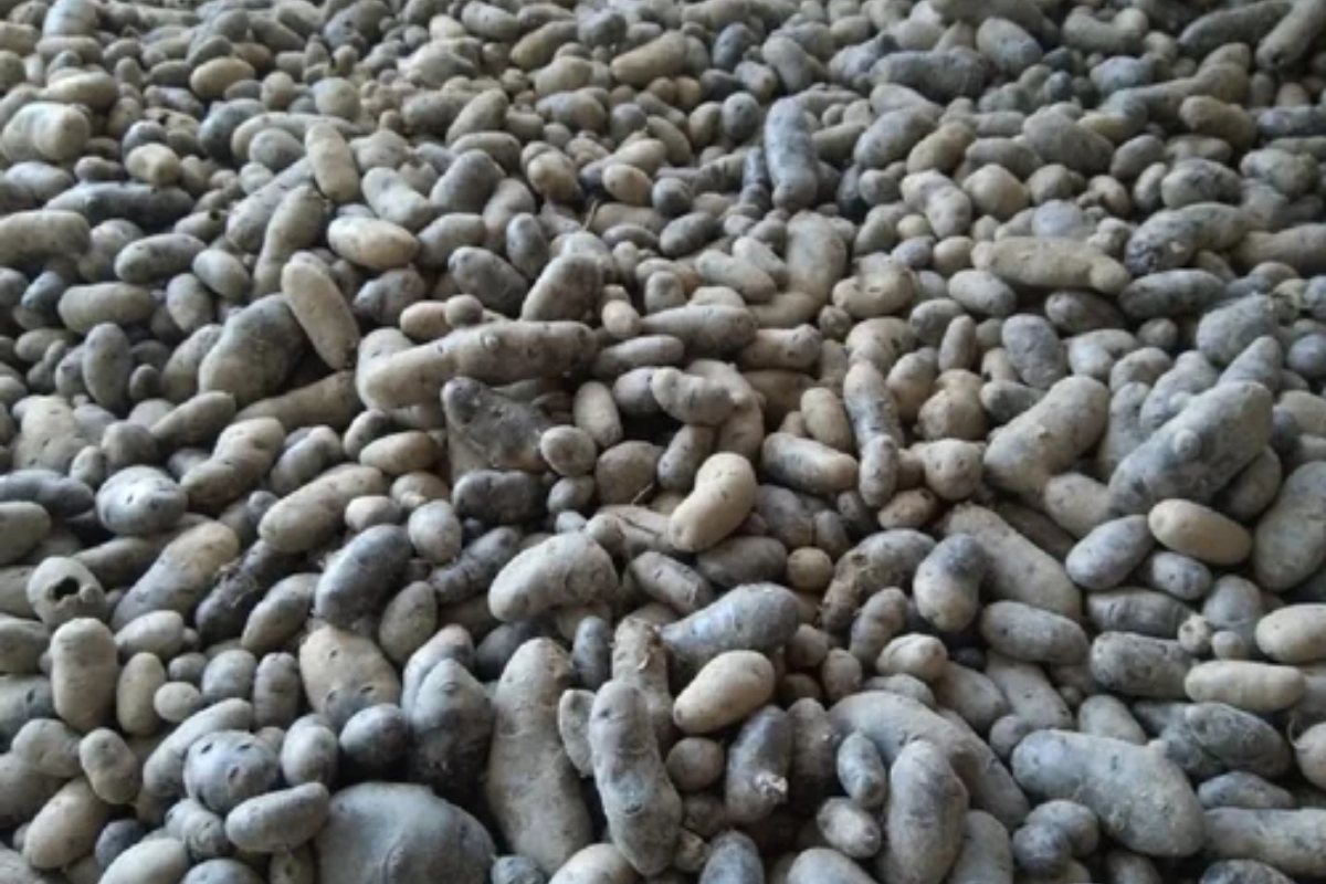 Black Potatoes: आधा भारत नहीं जानता है काला आलू की खेती, देती है मोटी कमाई
