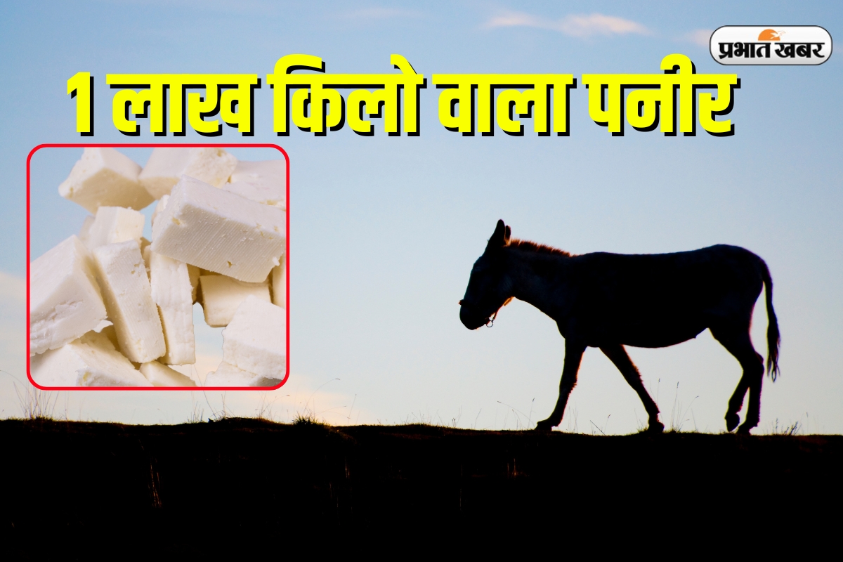 Donkey Milk Paneer Rate: गधी के दूध से बना पनीर, लेकिन कीमत सुनते ही ...