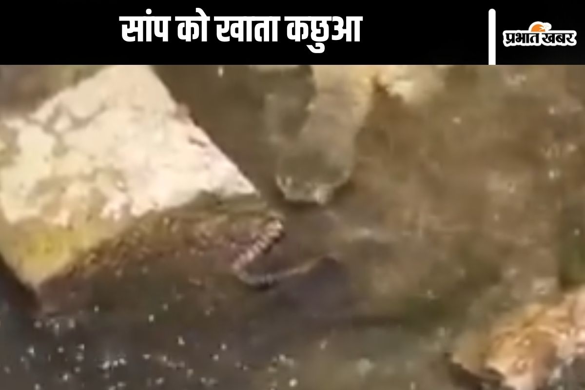 Viral Video : सांप को खा गया कछुआ